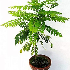Mohomaya Curry Leaf Plant Price in India - Buy Mohomaya Curry Leaf ...