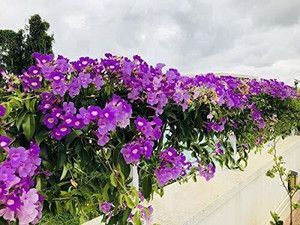 Cloud Farm Turtle Vine Plant Price in India - Buy Cloud Farm Turtle ...