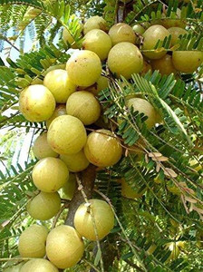 Earth Angels Amla Plant Price in India - Buy Earth Angels Amla Plant ...