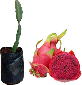chiku Dragon Tree Price in India - Buy chiku Dragon Tree online at ...