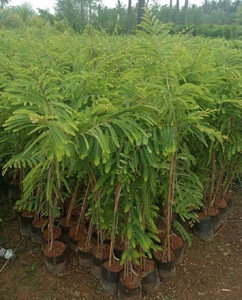 Cloud Farm Amla Plant Price in India - Buy Cloud Farm Amla Plant online ...
