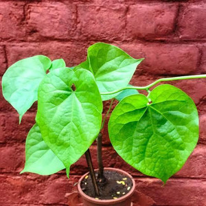 Farmplants Giloy Plant Price in India - Buy Farmplants Giloy Plant ...