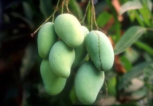 Grafted Tong Dam Mango Mango Plant Price in India - Buy Grafted Tong ...