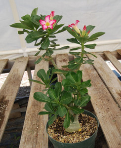 Cloud Farm Adenium Plant Price in India - Buy Cloud Farm Adenium Plant ...