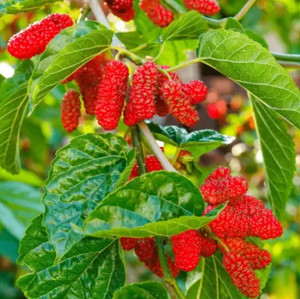 ZIXAM Shahtoot/Mulberry Plant Price in India - Buy ZIXAM Shahtoot ...