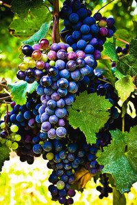 PlantsKingdom Jamun Plant Price in India - Buy PlantsKingdom Jamun ...