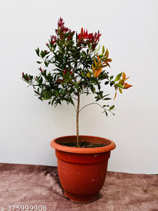 Hari Potter Eugenia Uniflora Plant Price in India - Buy Hari Potter ...