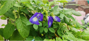Cloud Farm Aparajita/ Butterfly Pea Plant Price in India - Buy Cloud ...