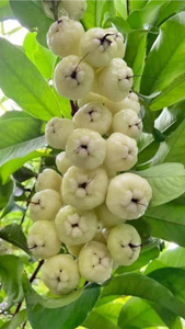 Fulmala Nursery Jamun Plant Price in India - Buy Fulmala Nursery Jamun ...