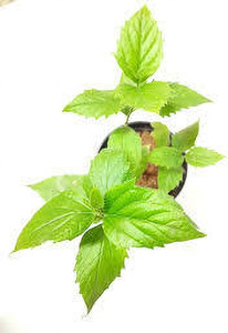 Seedsqlty Shefali flower seeds Seed Price in India - Buy Seedsqlty ...