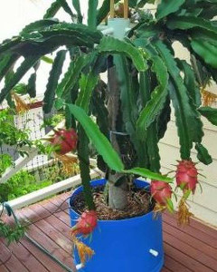 PlantsKingdom Dragon Tree Price in India - Buy PlantsKingdom Dragon ...