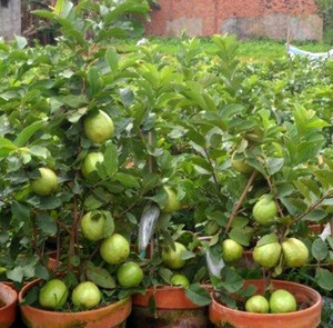 Cloud Farm Guava Plant Price in India - Buy Cloud Farm Guava Plant ...