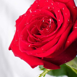 Arlo Rose Plant Price in India - Buy Arlo Rose Plant online at Flipkart.com