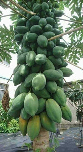 tojo Papaya Plant Price in India - Buy tojo Papaya Plant online at ...