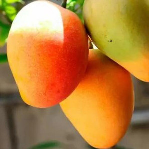 alphonso Mango Plant Price in India - Buy alphonso Mango Plant online ...
