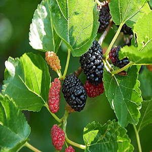 SBGARDEN Shahtoot/Mulberry Plant Price in India - Buy SBGARDEN Shahtoot ...