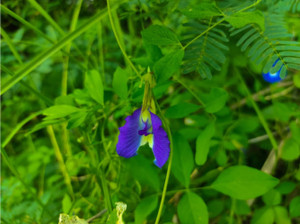 Cloud Farm Aparajita/ Butterfly Pea Plant Price in India - Buy Cloud ...