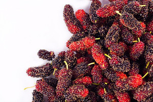 greenplanthub Shahtoot/Mulberry Plant Price in India - Buy ...