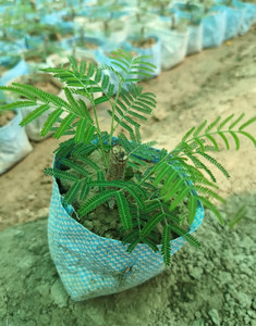 DesiFlora Shami/Jand Plant Price in India - Buy DesiFlora Shami/Jand ...