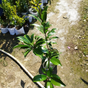 Gardeners Choice Chiku Plant Price in India - Buy Gardeners Choice ...