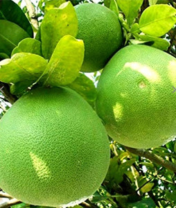 Green view Pomelo Plant Price in India - Buy Green view Pomelo Plant ...