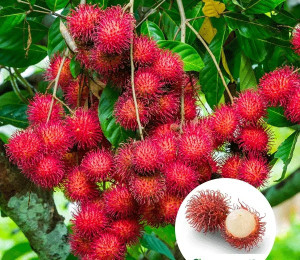 Rambutan Axotic Grafted Heart Leaf Oxycardium Plant Price in India ...