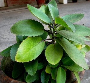 Cloud Farm Bryophyllum Pinnatum/Patharchatta Plant Price in India - Buy ...