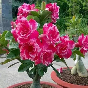 Cloud Farm Adenium Plant Price in India - Buy Cloud Farm Adenium Plant ...