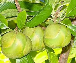 ARYAN EVERGREEN Elephant Apple Plant Price in India - Buy ARYAN ...