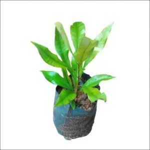 Fulmala Nursery Elaichi/Cardamom Plant Price in India - Buy Fulmala ...