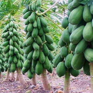 Cloud Farm Papaya Plant Price in India - Buy Cloud Farm Papaya Plant ...