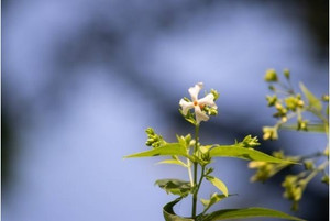 Green view Night Bloom Jasmine Plant Price in India - Buy Green view ...