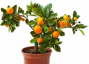 EVY Orange Plant Price in India - Buy EVY Orange Plant online at ...
