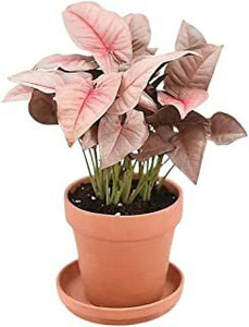 Guruji Plantation Syngonium Plant Price in India - Buy Guruji ...
