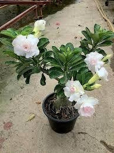 Cloud Farm Adenium Plant Price in India - Buy Cloud Farm Adenium Plant ...