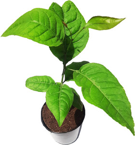 Farmplants Bel Plant Price in India - Buy Farmplants Bel Plant online ...