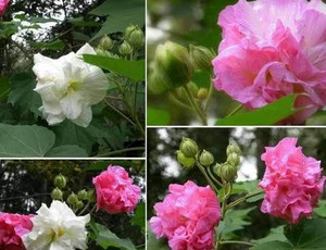sthal padma flower Rose Plant Price in India - Buy sthal padma flower ...