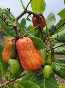 ARYAN EVERGREEN Cashew Plant Price in India - Buy ARYAN EVERGREEN ...