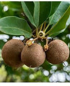 PPT Chiku Plant Price in India - Buy PPT Chiku Plant online at Flipkart.com