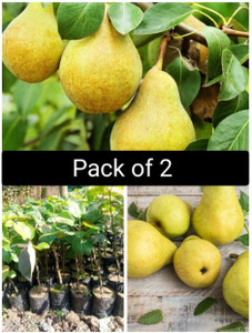Cloud Farm Pear Plant Price in India - Buy Cloud Farm Pear Plant online ...