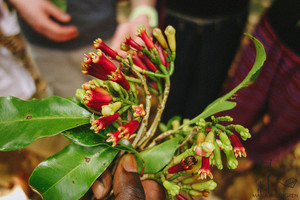 Daffodils Clove Plant Price in India - Buy Daffodils Clove Plant online ...