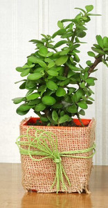Cloud Farm Jade Plant Price in India - Buy Cloud Farm Jade Plant online ...