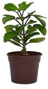Cloud Farm Bryophyllum Pinnatum/Patharchatta Plant Price in India - Buy ...