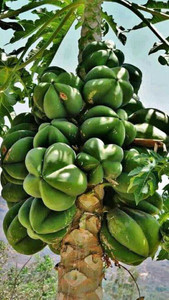 tojo Papaya Plant Price in India - Buy tojo Papaya Plant online at ...
