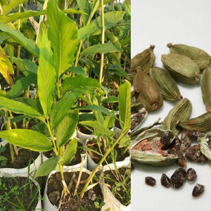 Cloud Farm Elaichi/Cardamom Plant Price in India - Buy Cloud Farm ...