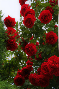 skdiyaskdiya Rose Plant Price in India - Buy skdiyaskdiya Rose Plant ...