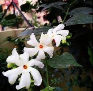 Green view Night Bloom Jasmine Plant Price in India - Buy Green view ...