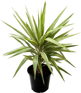 EliteGreen Silver Lace Leaf Rare Fern Plant Price in India - Buy ...