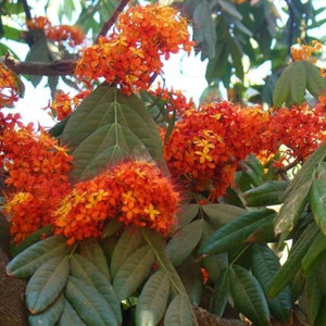 Hug A Plant Ashok Plant Price in India - Buy Hug A Plant Ashok Plant ...