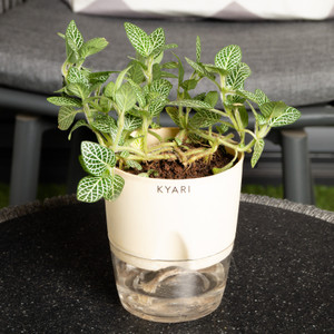Kyari Fittonia albivenis/Nerve Plant Price in India - Buy Kyari ...